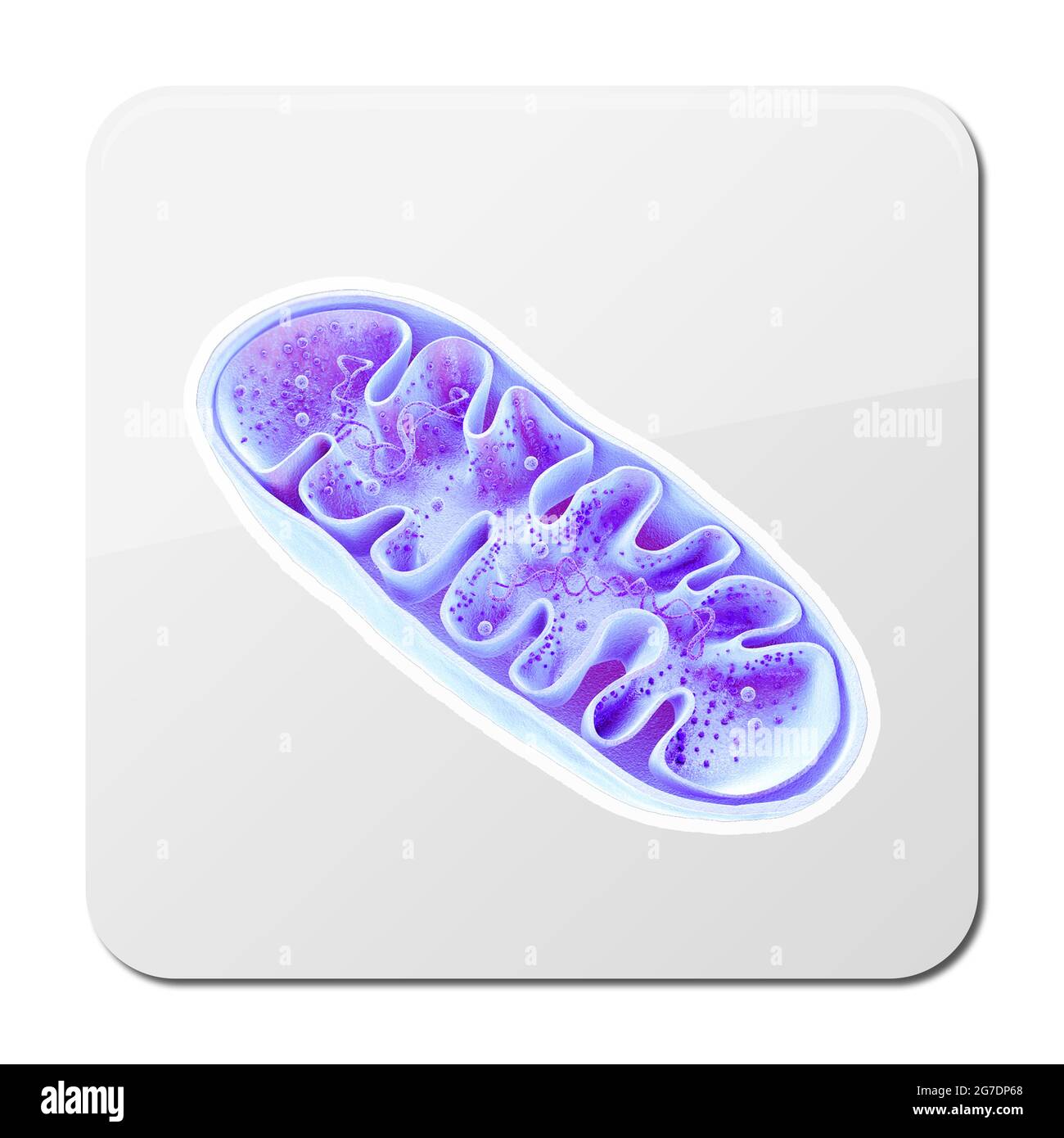 Mitochondrien, zelluläre Organellen, produzieren Energie, Zellenergie ...