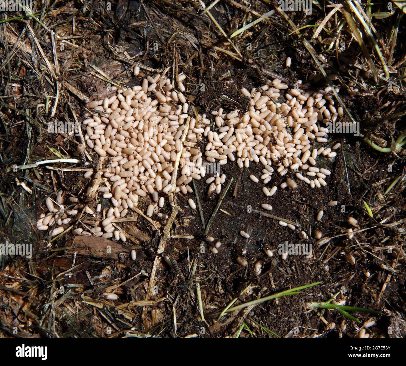 Lasius niger nest -Fotos und -Bildmaterial in hoher Auflösung – Alamy
