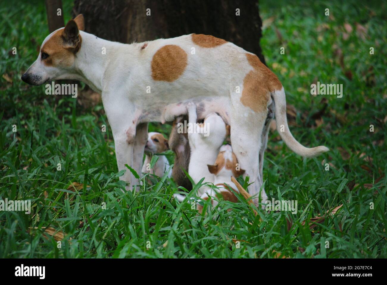 Haufen babys -Fotos und -Bildmaterial in hoher Auflösung – Alamy
