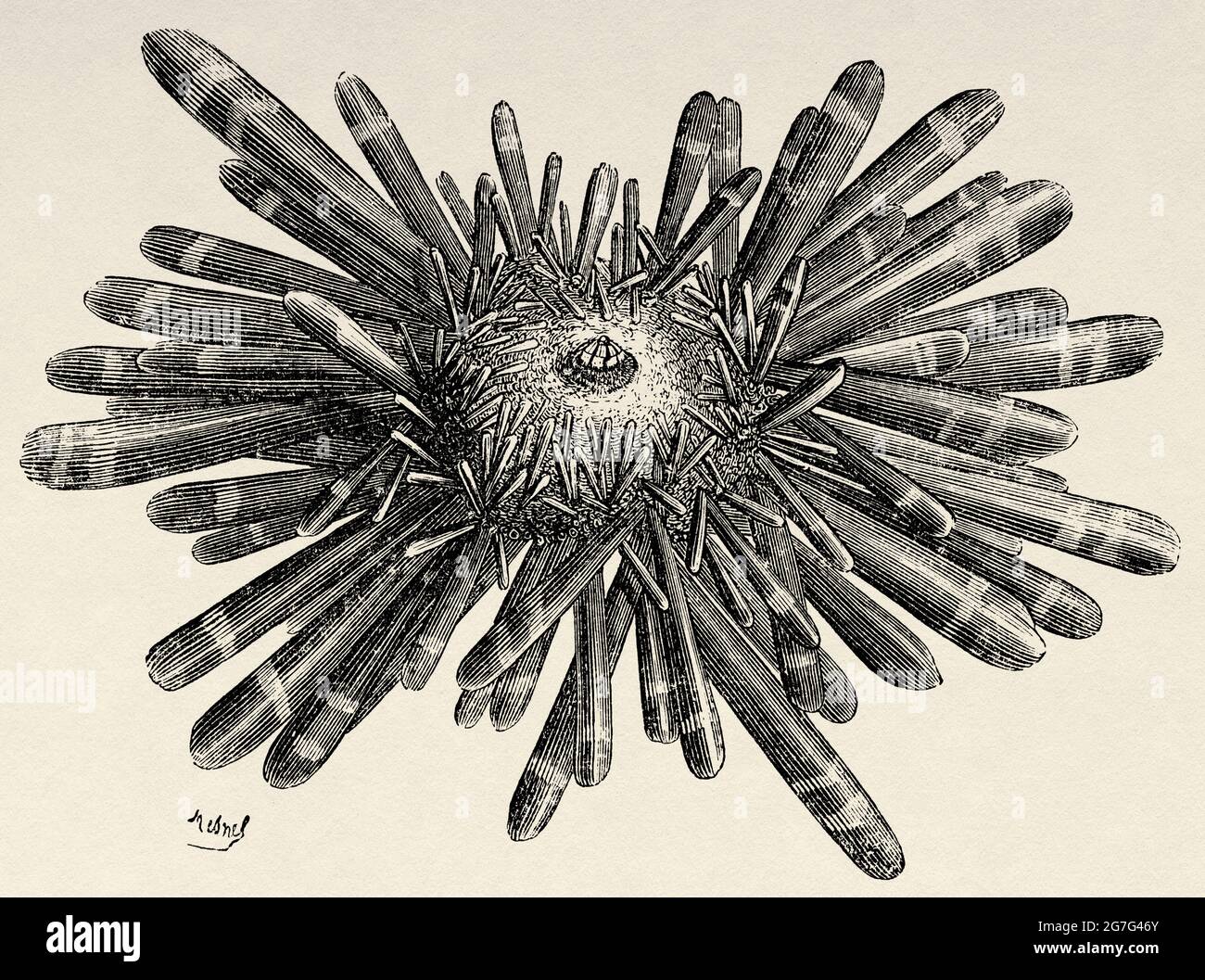 Wilder seeigel -Fotos und -Bildmaterial in hoher Auflösung – Alamy