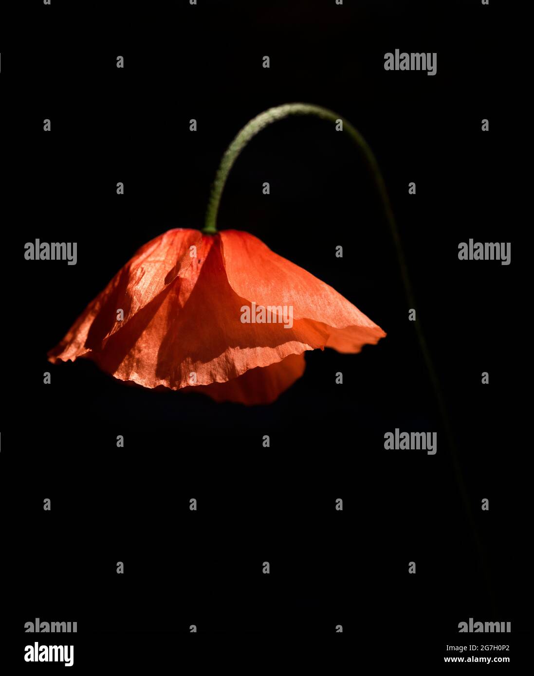 Roter mohn schwarzer hintergrund -Fotos und -Bildmaterial in hoher ...