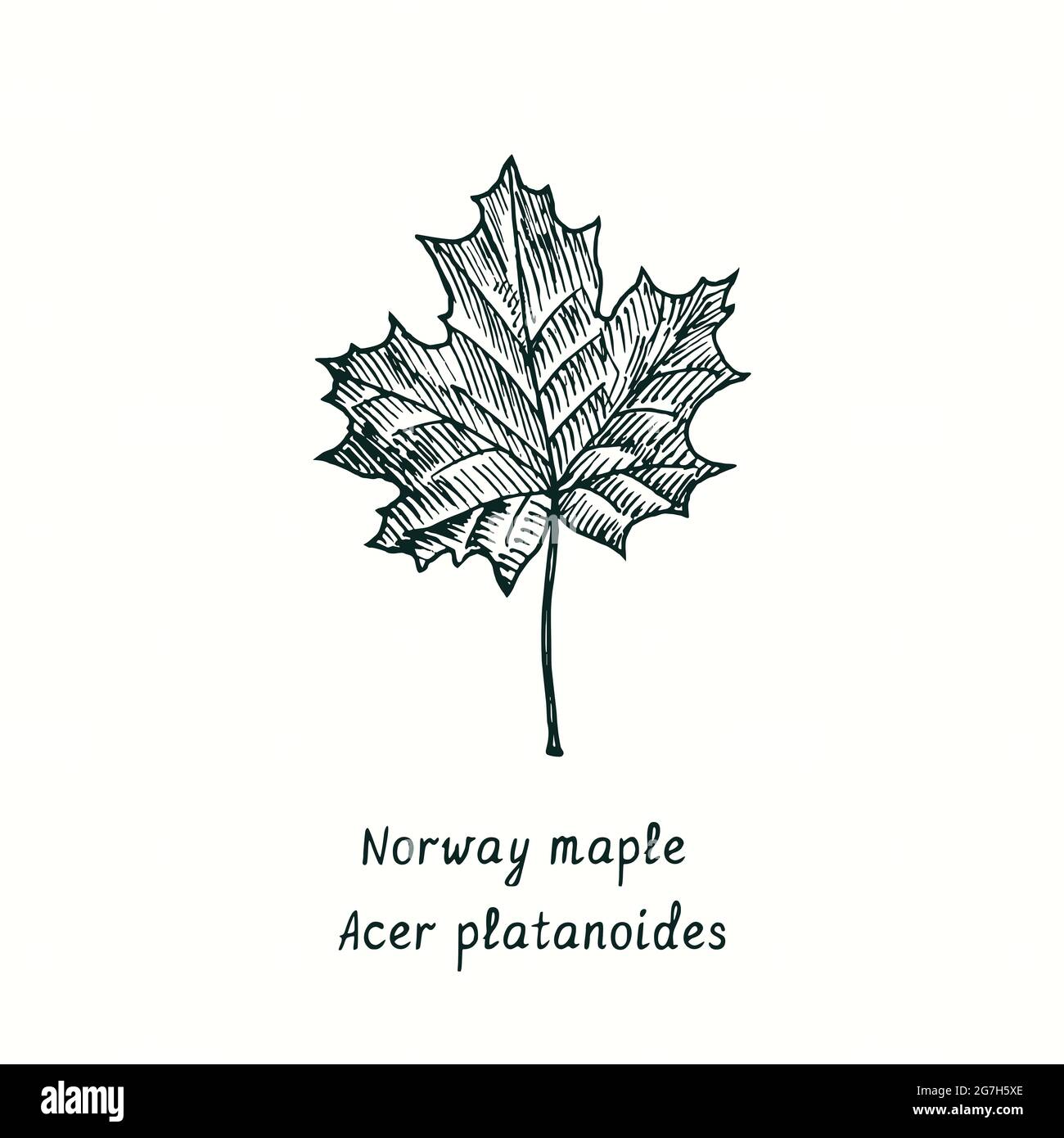 Acer platanoides dibujo -Fotos und -Bildmaterial in hoher Auflösung – Alamy