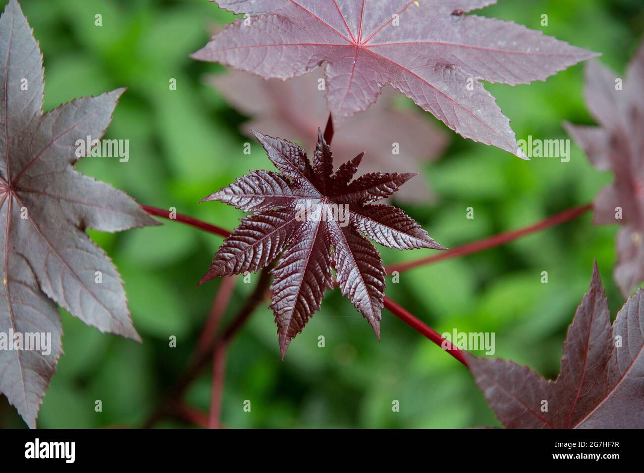 Ich ricinus -Fotos und -Bildmaterial in hoher Auflösung – Alamy