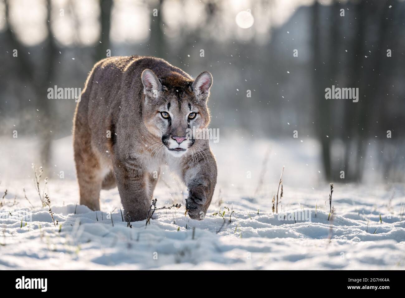 Puma concolor face -Fotos und -Bildmaterial in hoher Auflösung – Alamy