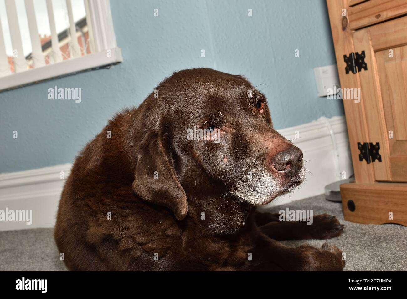 Schoko nase -Fotos und -Bildmaterial in hoher Auflösung - Seite 2 - Alamy