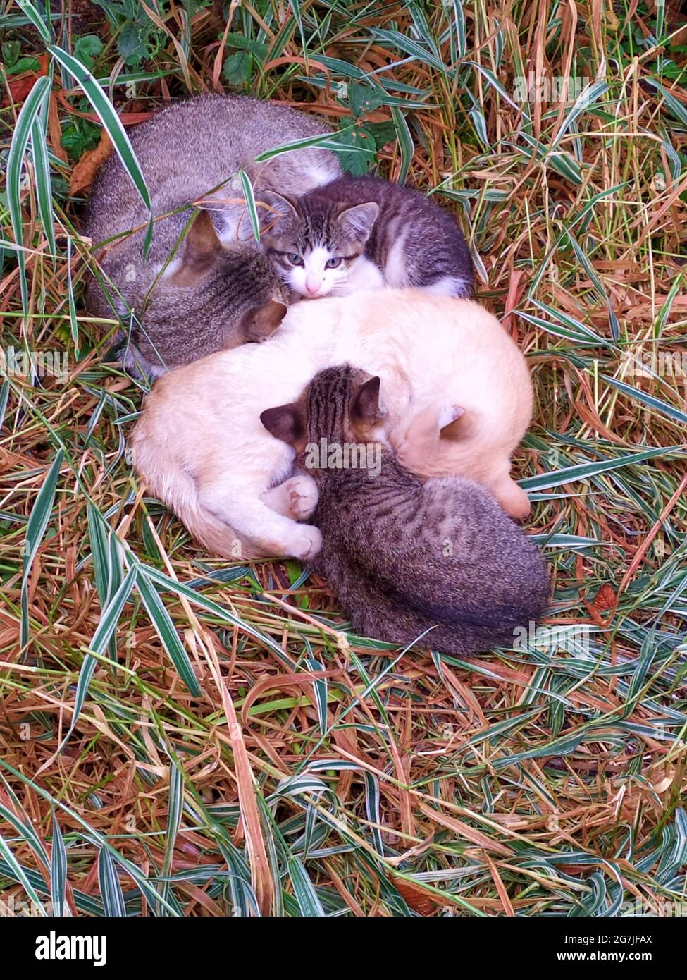 Drei katzen -Fotos und -Bildmaterial in hoher Auflösung – Alamy