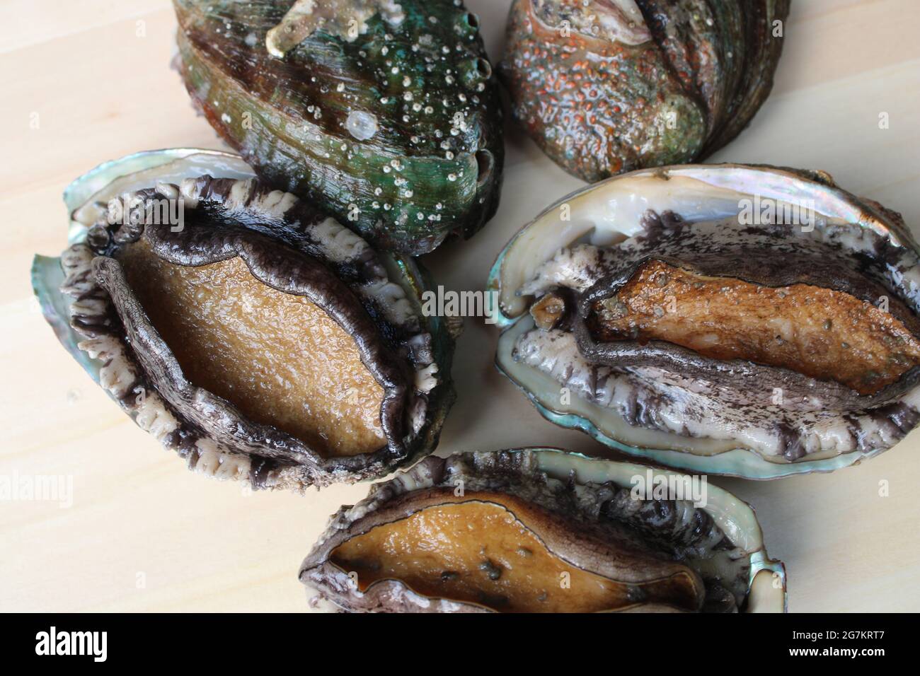 Rohe abalonen -Fotos und -Bildmaterial in hoher Auflösung – Alamy