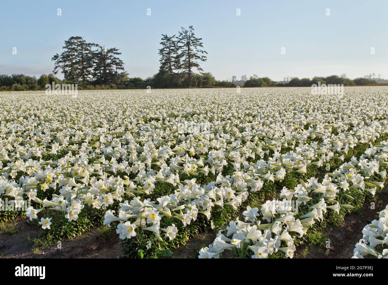 Lilium longiflorum -Fotos und -Bildmaterial in hoher Auflösung – Alamy