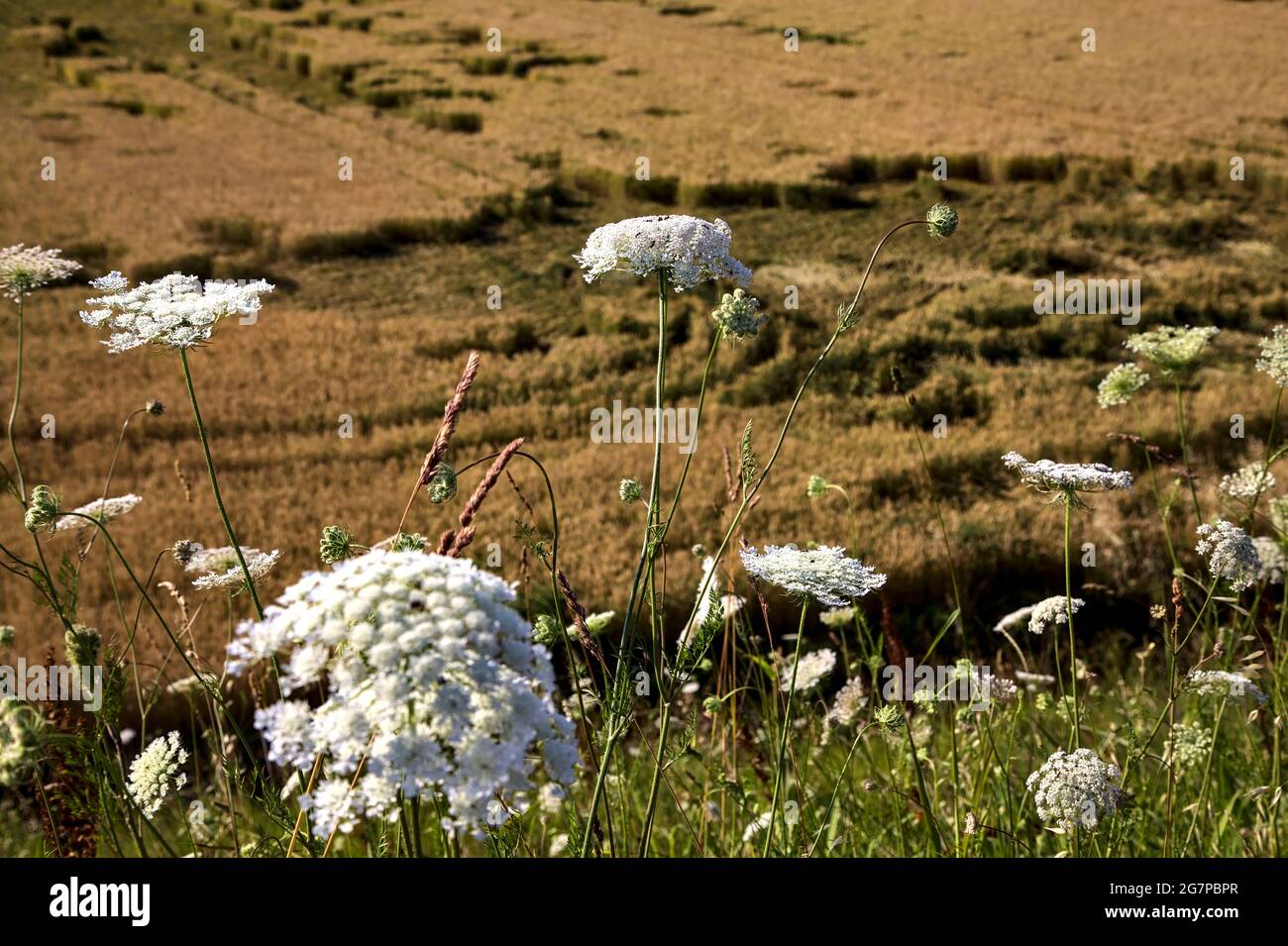 Schafgarbe im rasen -Fotos und -Bildmaterial in hoher Auflösung – Alamy