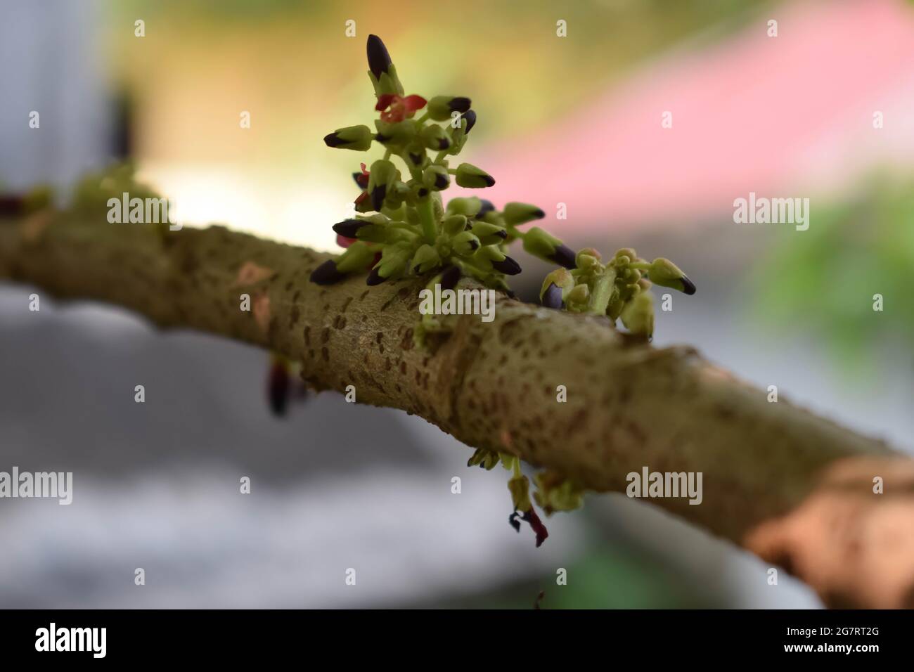 Indische triebe -Fotos und -Bildmaterial in hoher Auflösung – Alamy