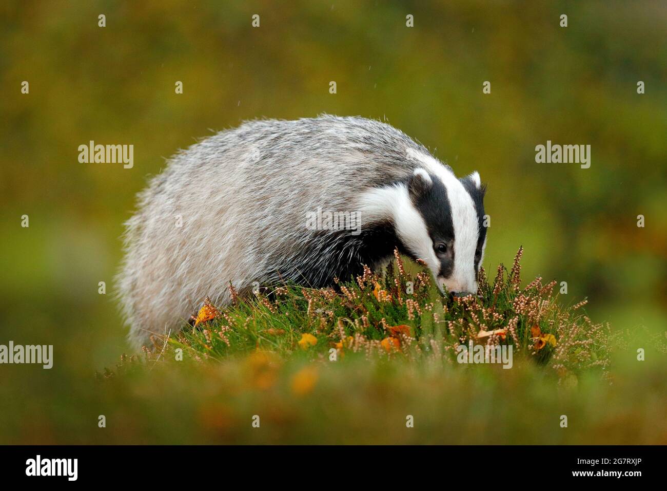 Dachs im Wald, Tier im natürlichen Lebensraum, Deutschland, Europa ...