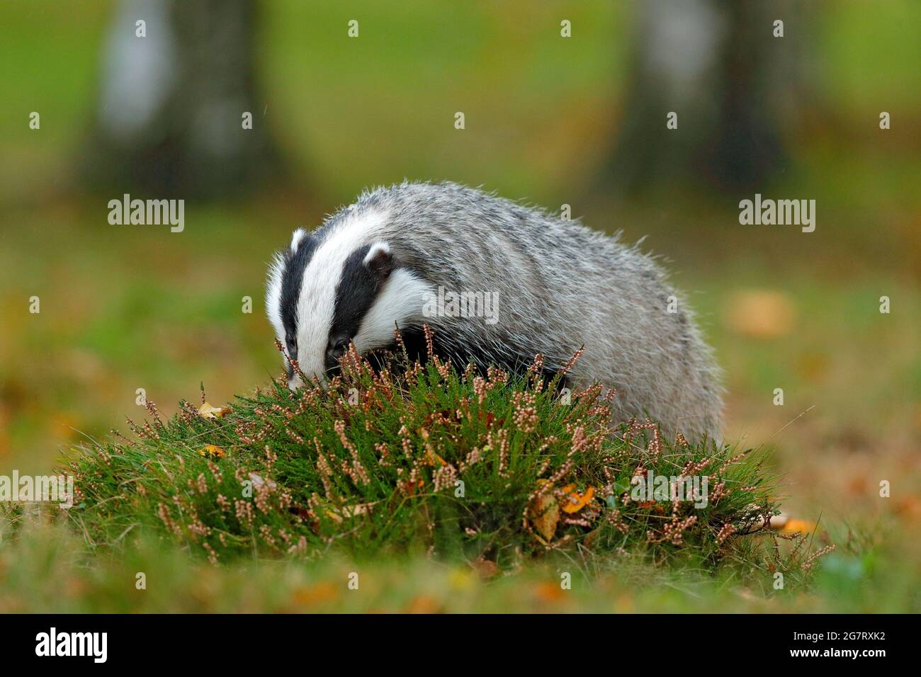 Dachs im Wald, Tier im natürlichen Lebensraum, Deutschland, Europa ...