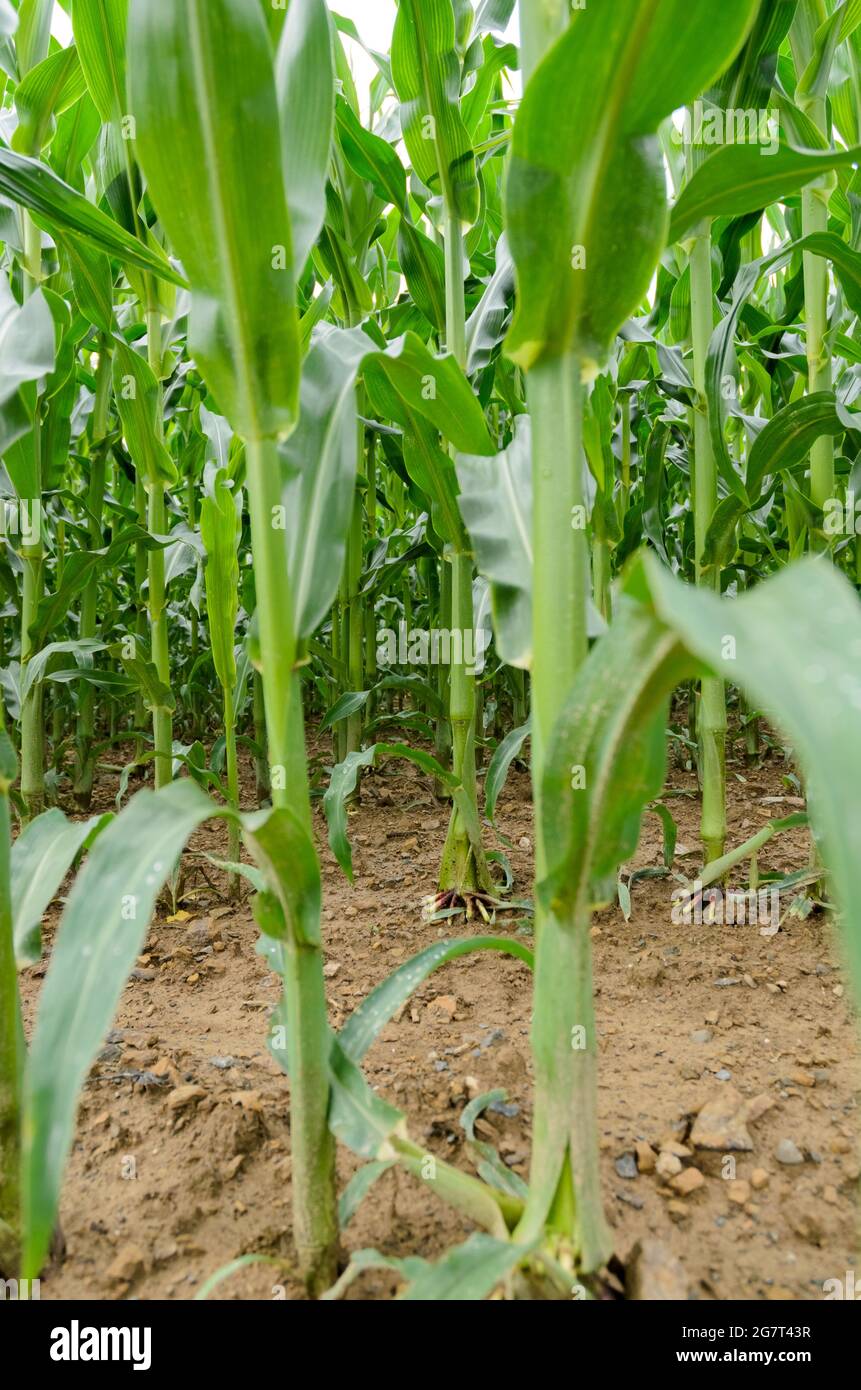 Maiswurzeln zea mays -Fotos und -Bildmaterial in hoher Auflösung – Alamy
