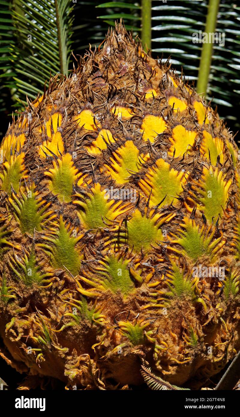 Cycas revoluta sago cycad -Fotos und -Bildmaterial in hoher Auflösung ...