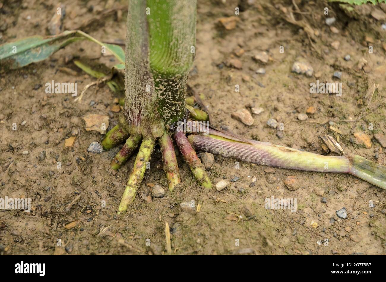 Maiswurzeln zea mays -Fotos und -Bildmaterial in hoher Auflösung – Alamy