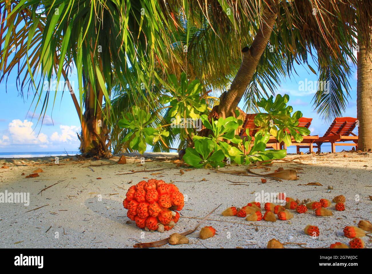 Tropische Pandanobst oder Pandanus, die aus Palmen wächst, die auf den ...