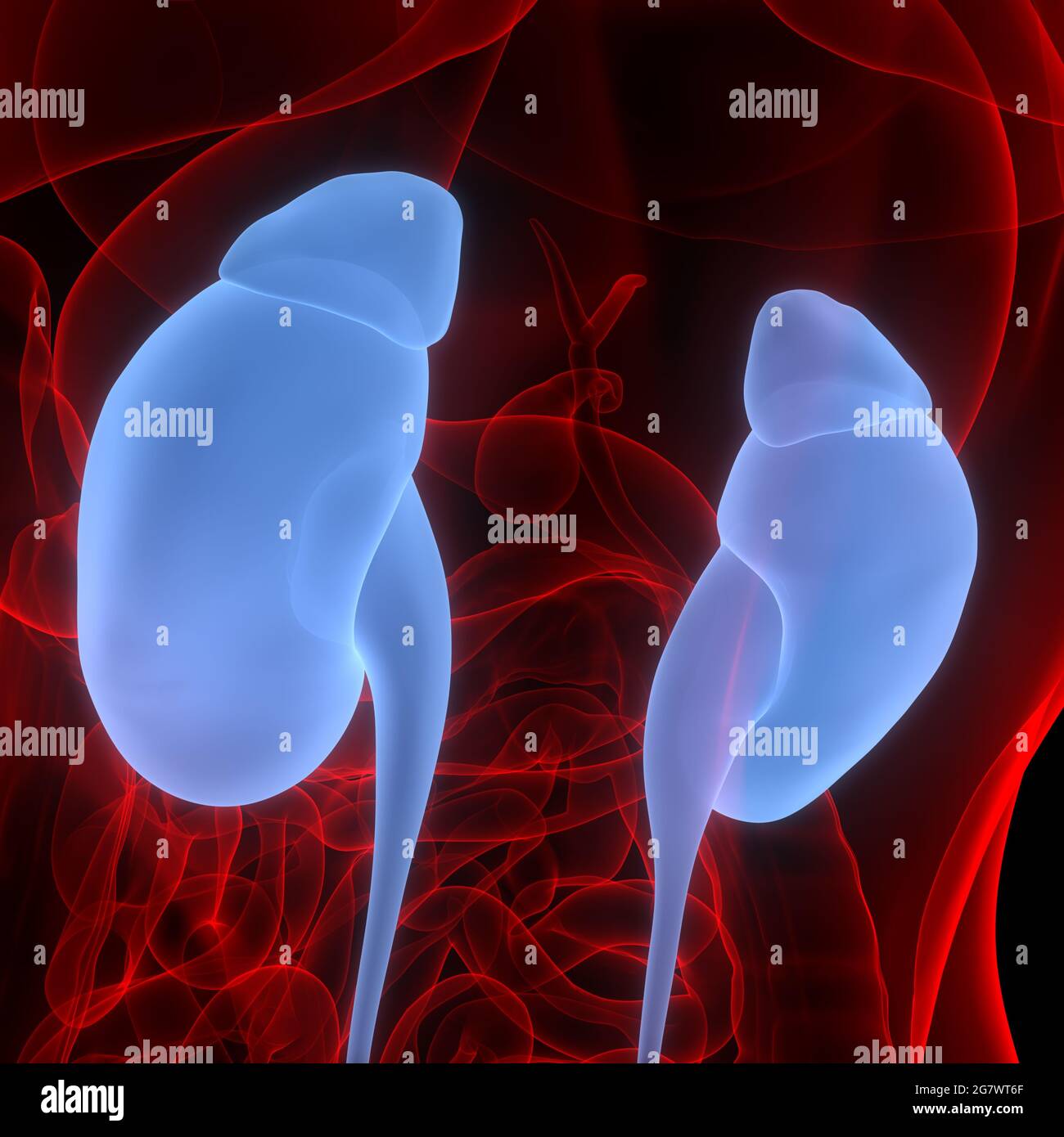 Menschliche Innere Organe Harnsystem Nieren Anatomie. 3D ...