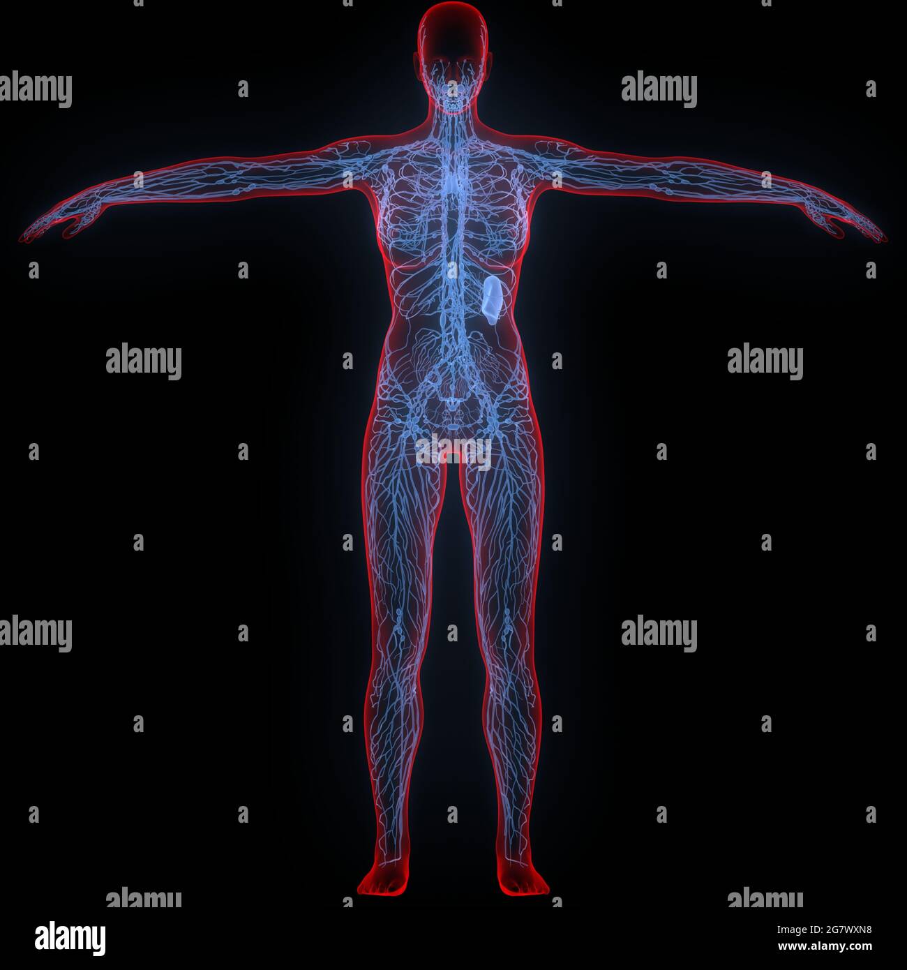 Ductus lymphaticus thoracicus -Fotos und -Bildmaterial in hoher ...