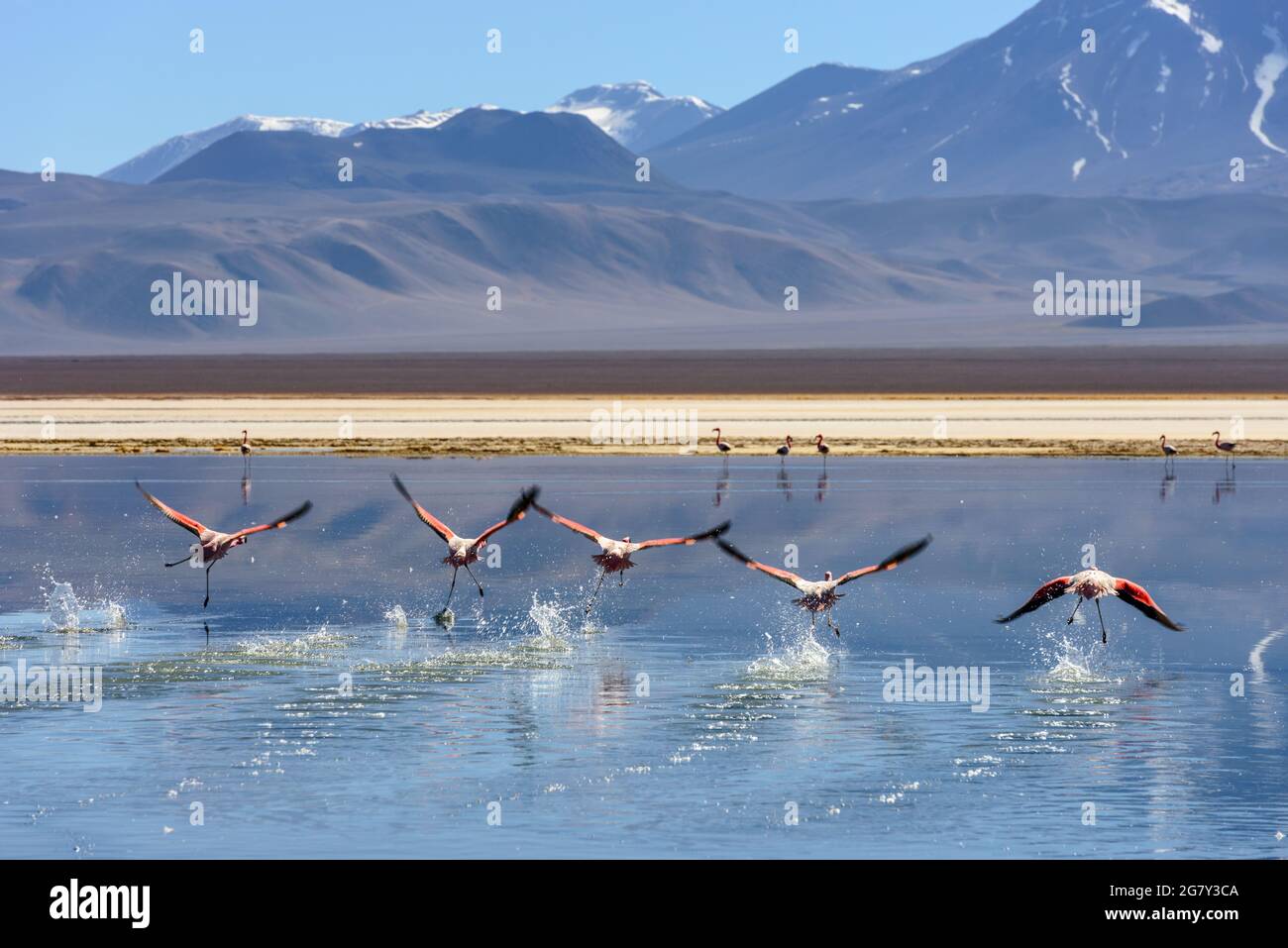 Gruppe von flamingos fliegen auf der lagune -Fotos und -Bildmaterial in ...
