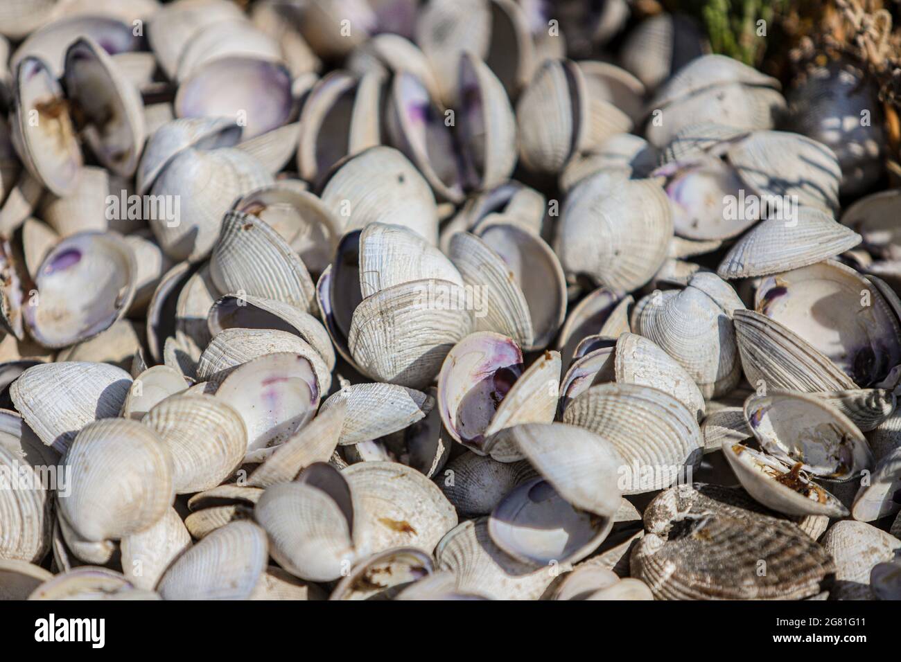 Moluscos de concha -Fotos und -Bildmaterial in hoher Auflösung – Alamy