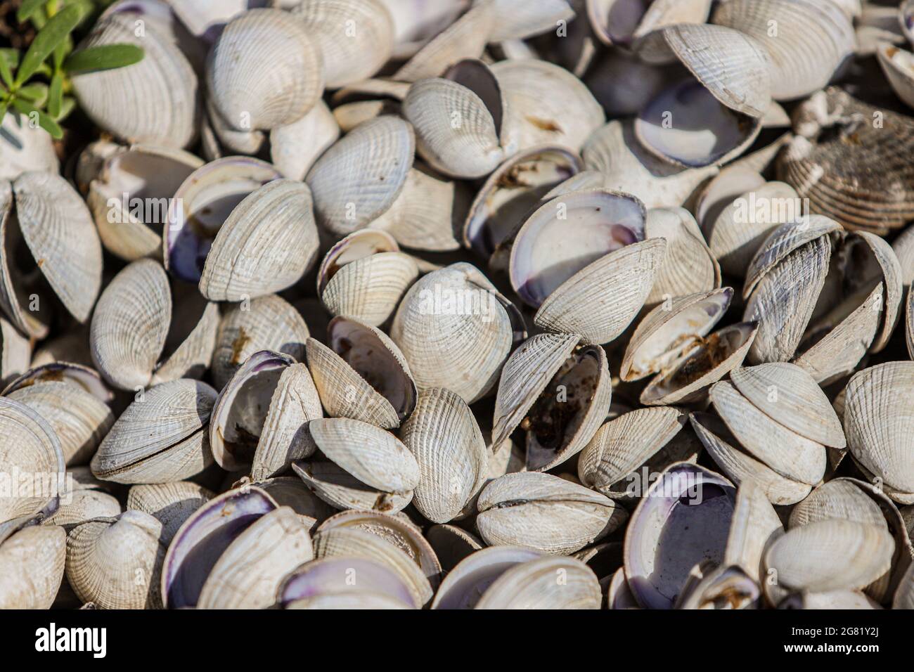 Moluscos de concha -Fotos und -Bildmaterial in hoher Auflösung – Alamy