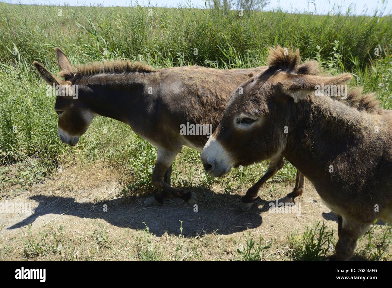Katalanischen esel -Fotos und -Bildmaterial in hoher Auflösung – Alamy
