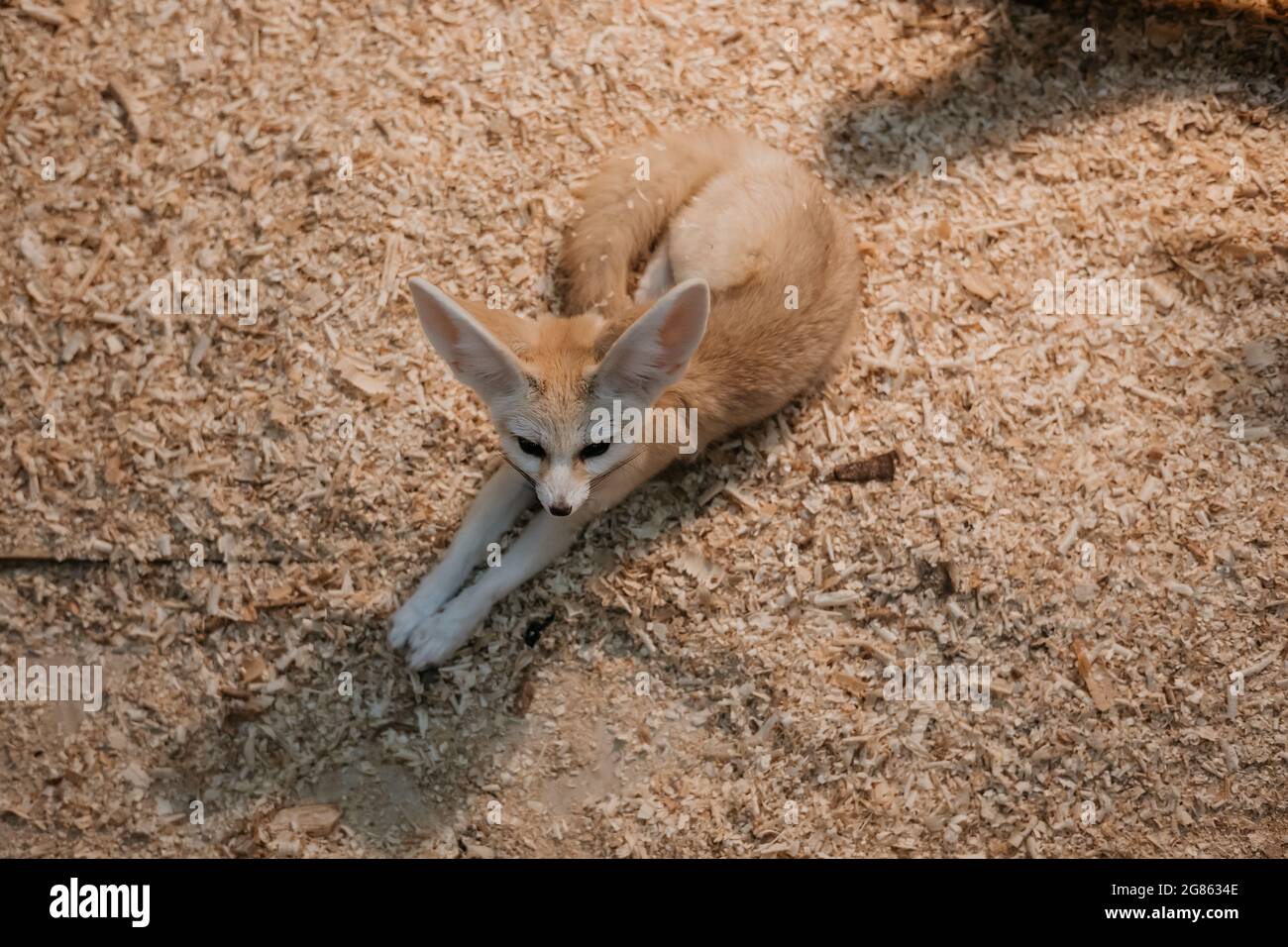 Fennek fuchs vulpes zerda -Fotos und -Bildmaterial in hoher Auflösung ...