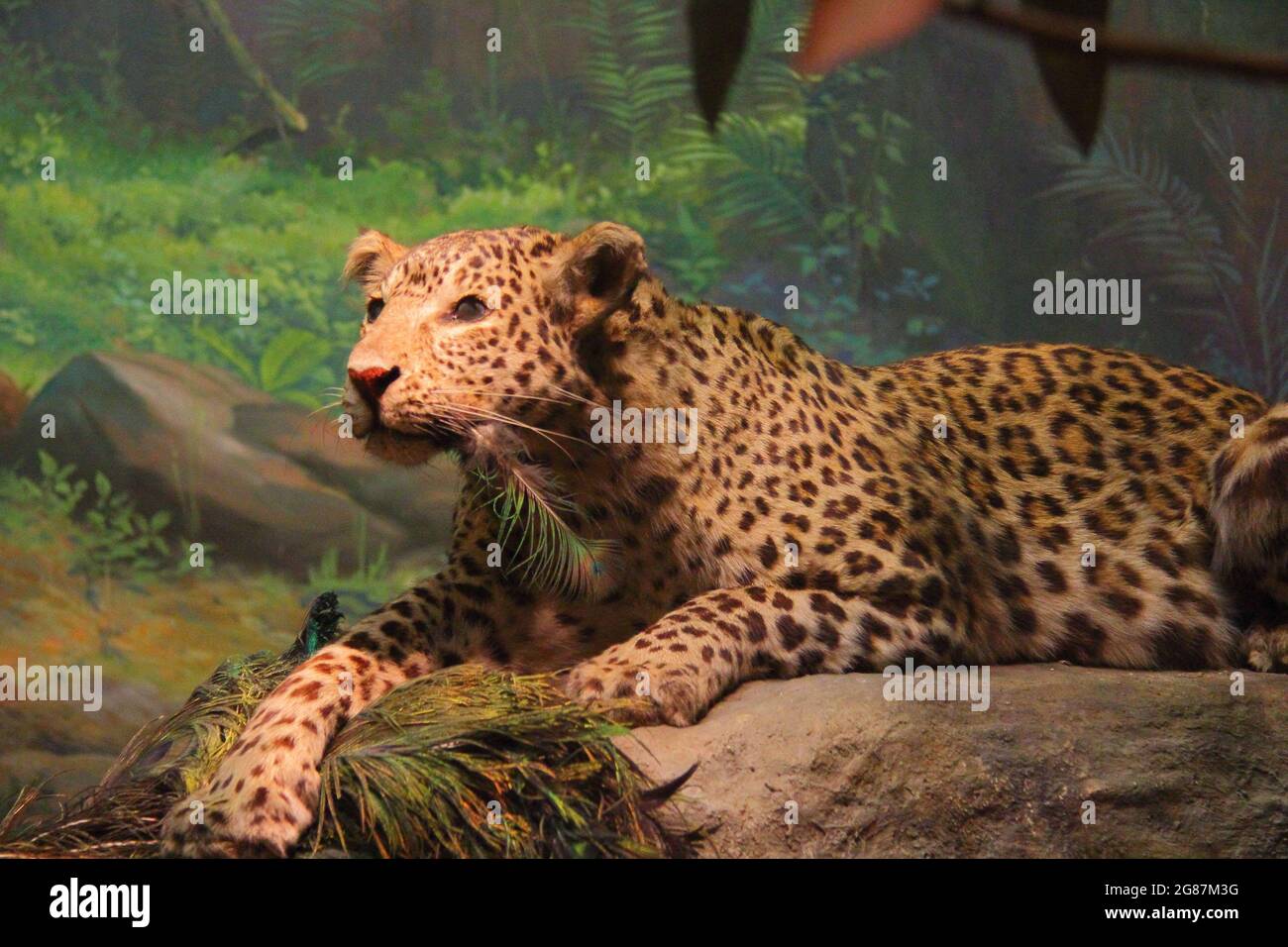 Geparden anatomie -Fotos und -Bildmaterial in hoher Auflösung – Alamy