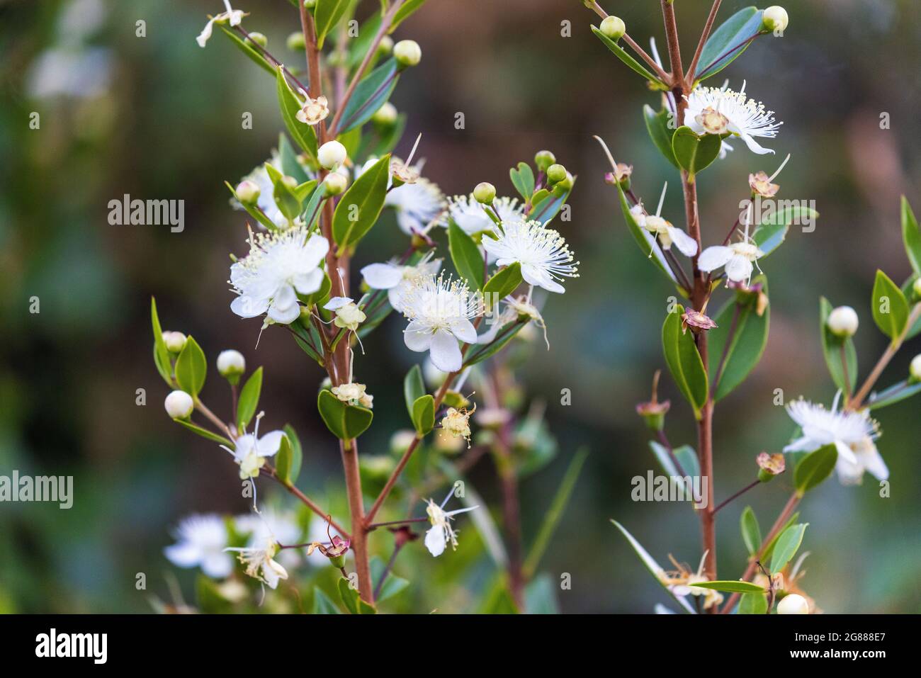Gemeine myrte -Fotos und -Bildmaterial in hoher Auflösung – Alamy