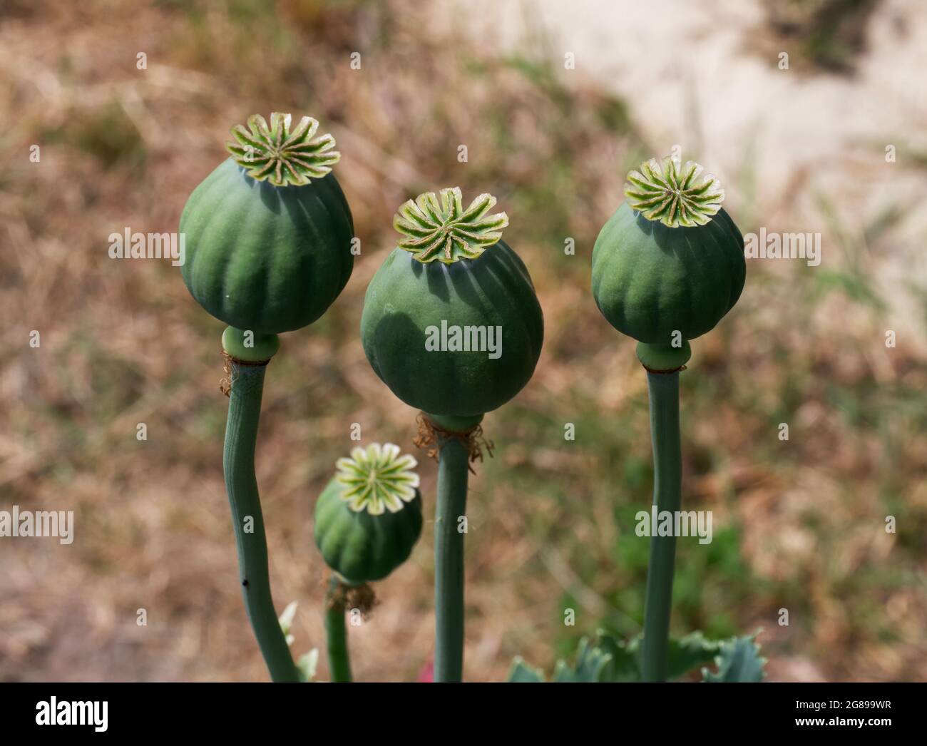 Opium Mohnköpfe, Nahaufnahme. Papaver somniferum, allgemein bekannt als ...