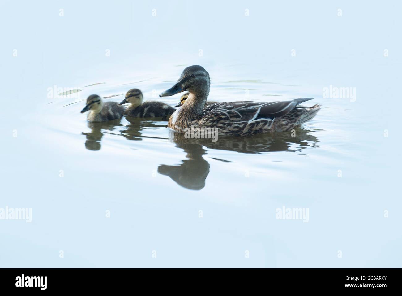 Mutter mit entenbabys -Fotos und -Bildmaterial in hoher Auflösung – Alamy