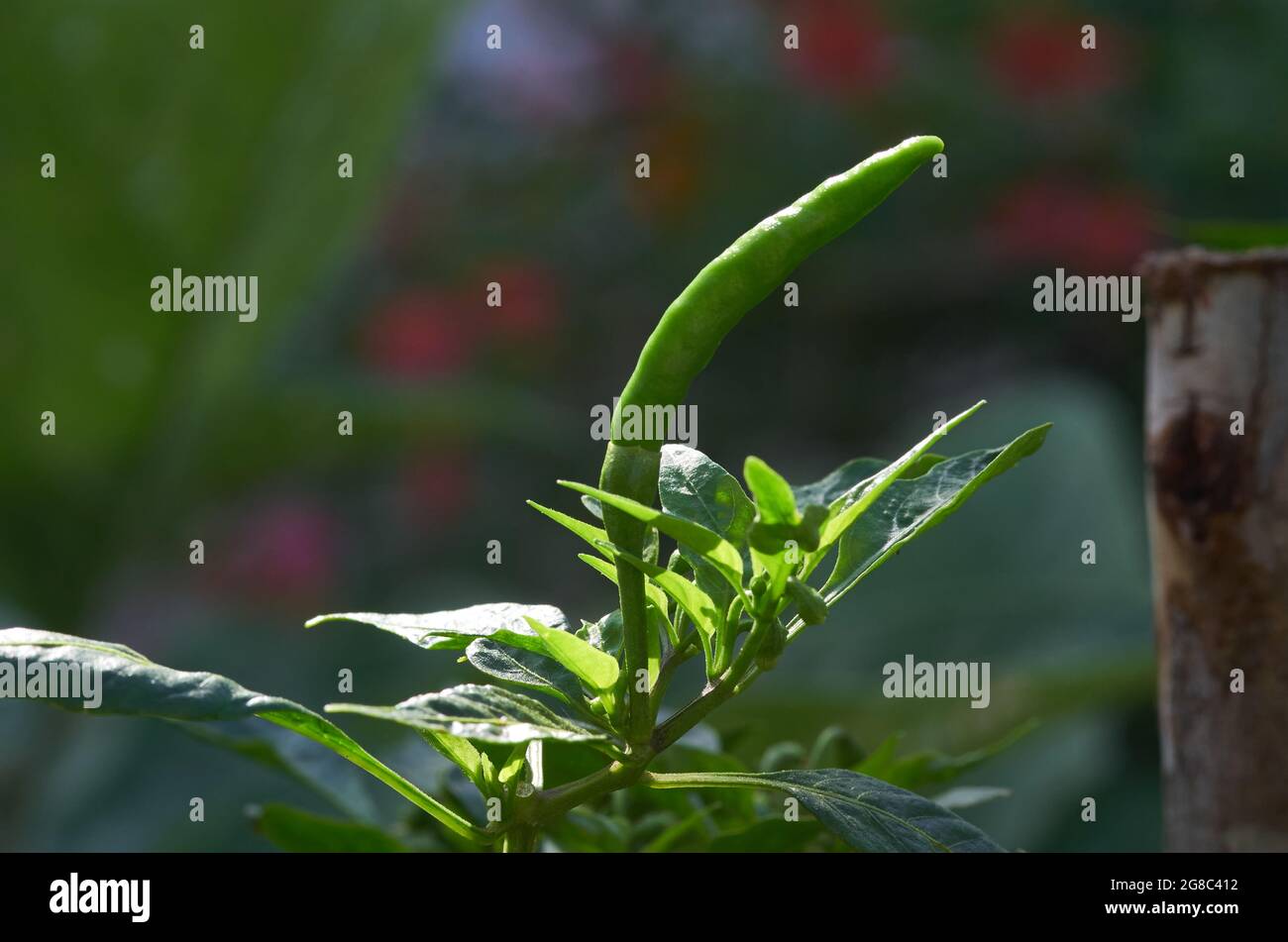 Pfeffer auf der pflanze -Fotos und -Bildmaterial in hoher Auflösung – Alamy
