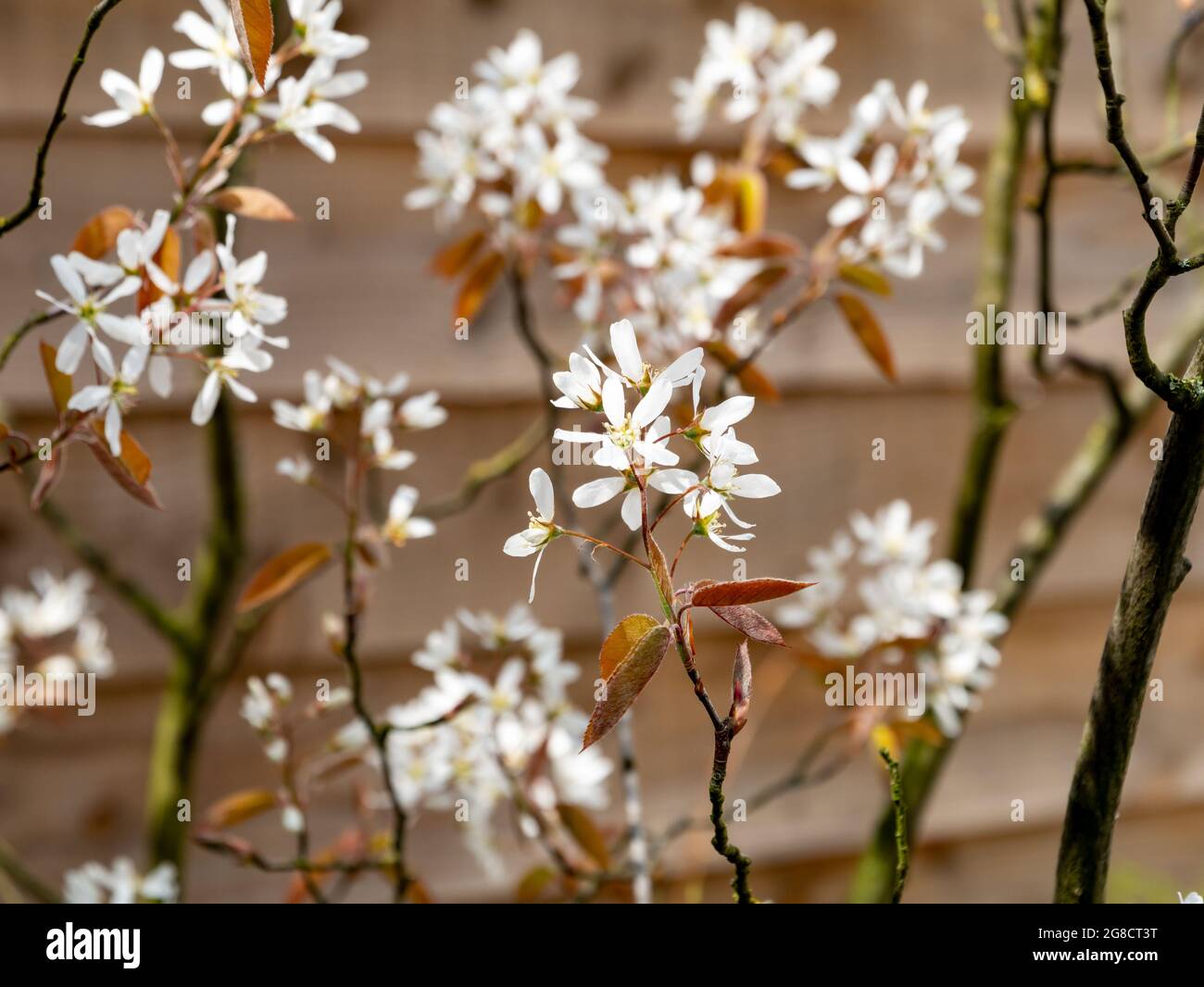 Wacholderbeere oder schneebedeckter mespilus, Amelanchier lamarkii ...