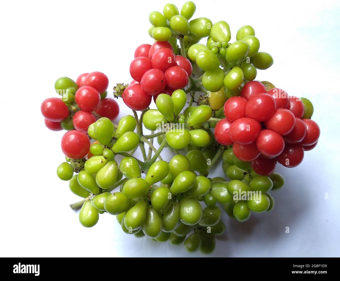 Hugonia jenkinsii -Fotos und -Bildmaterial in hoher Auflösung – Alamy
