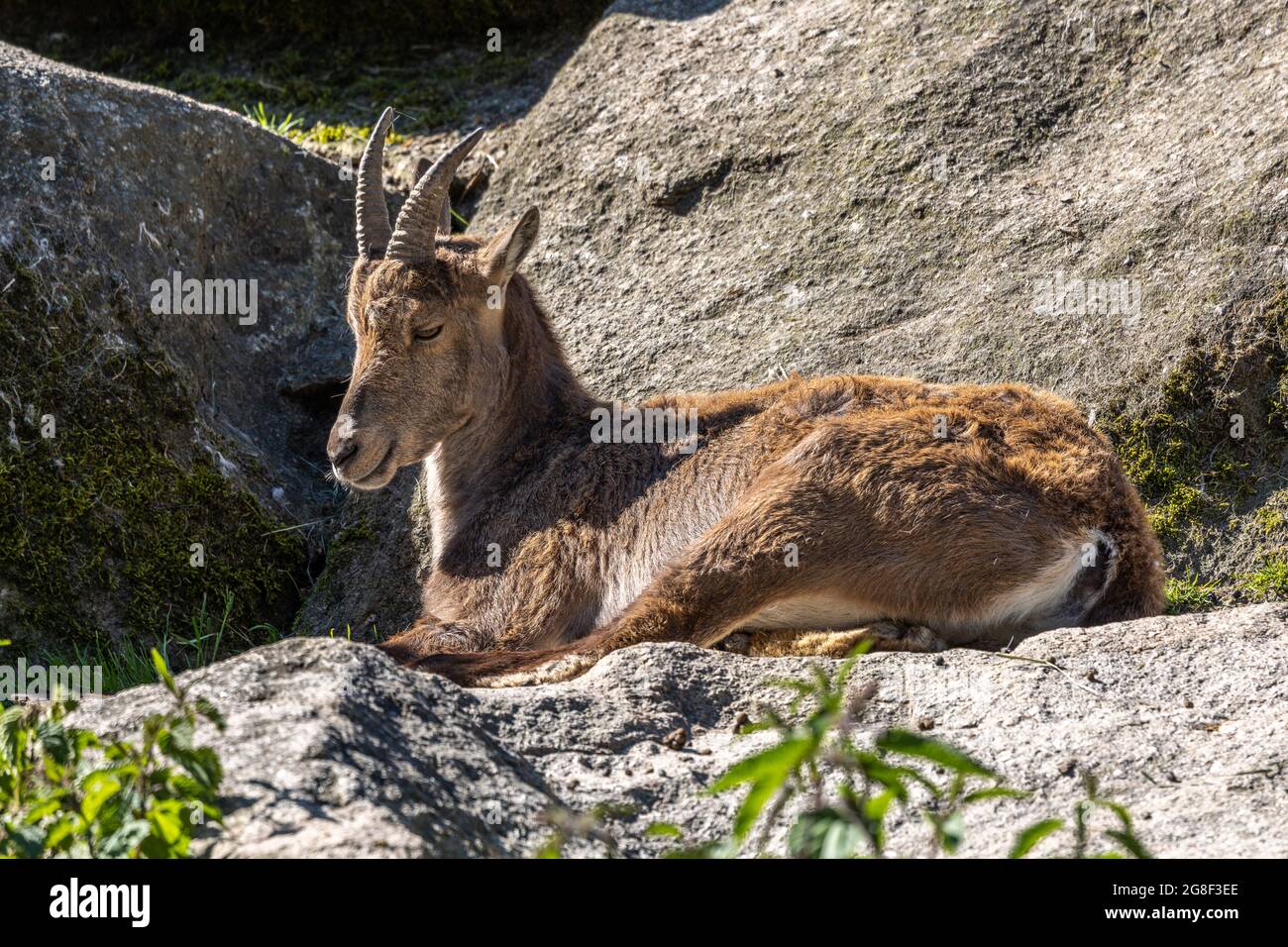 Alpensteinbock sitzt in -Fotos und -Bildmaterial in hoher Auflösung – Alamy