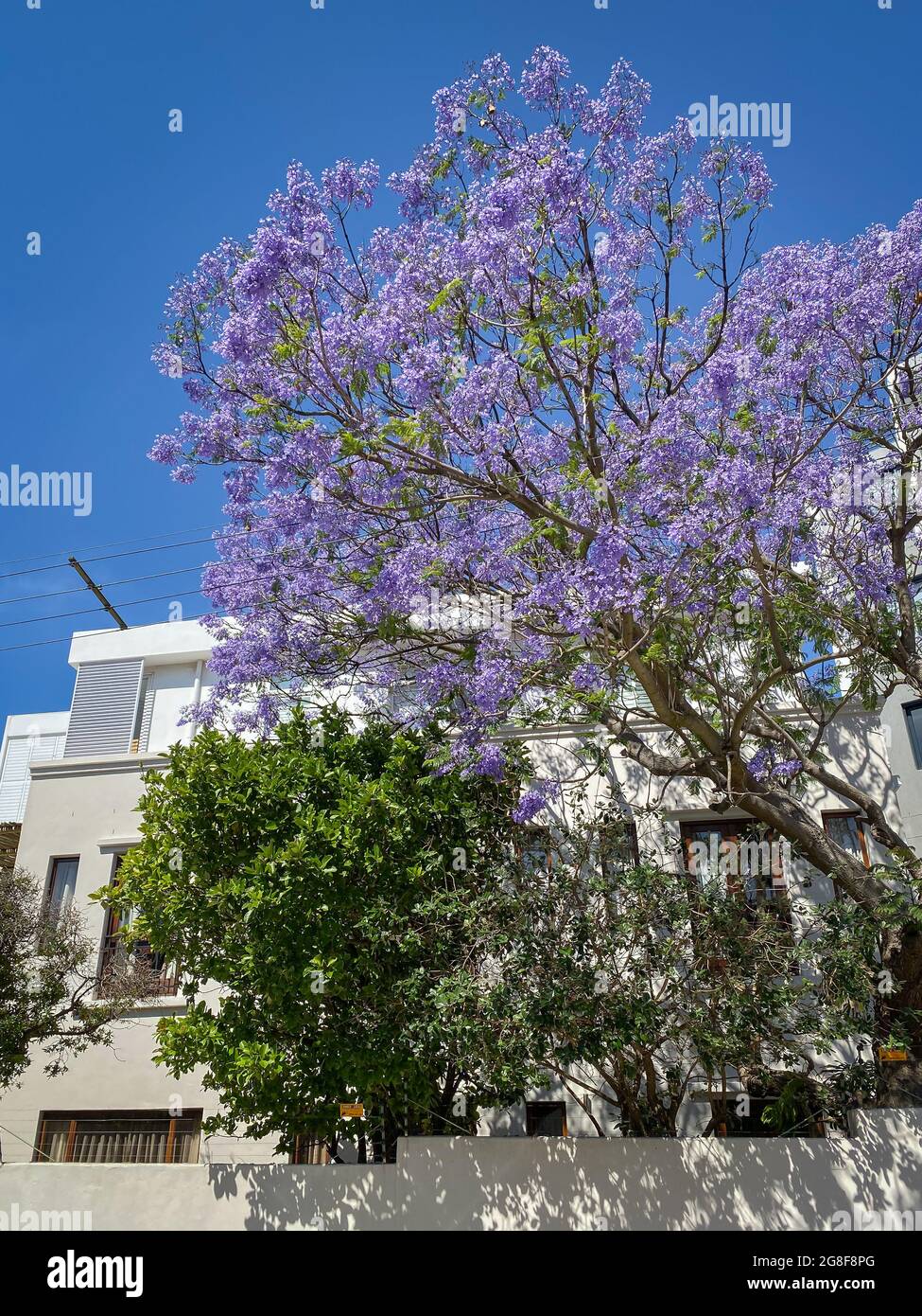 Jacaranda blossom south africa -Fotos und -Bildmaterial in hoher ...