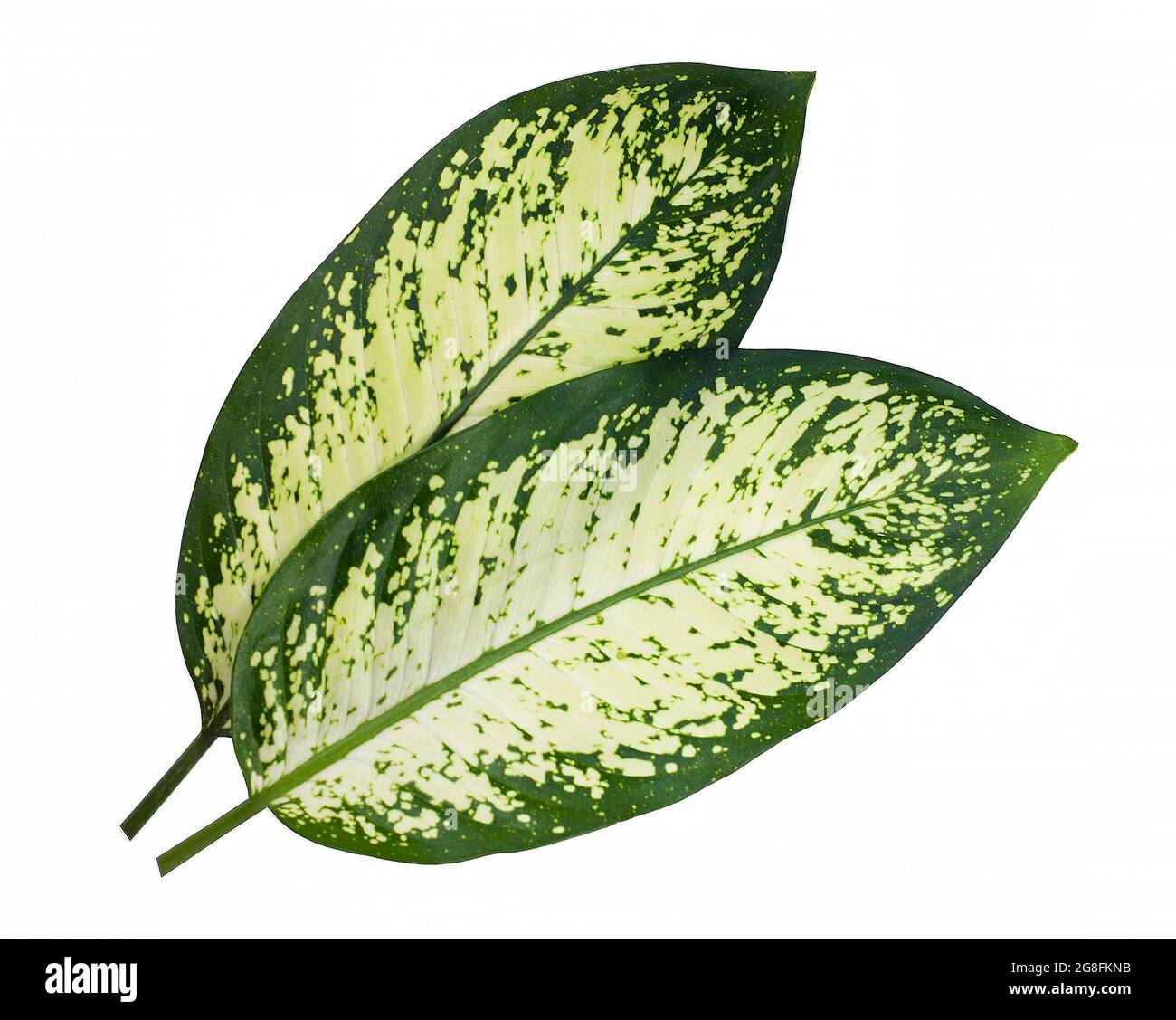 Dieffenbachia Gelbes Blatt
