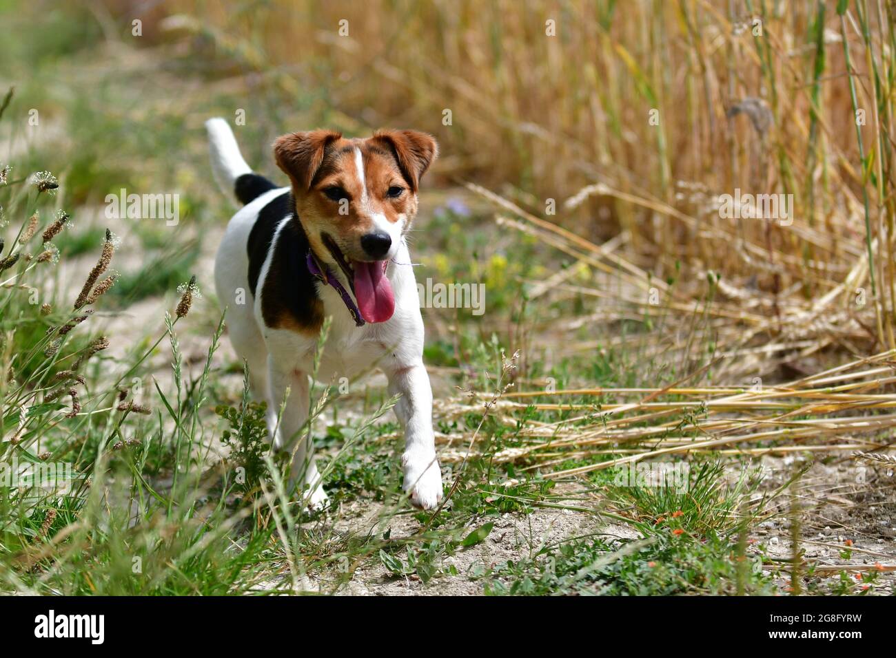 Schwarz, weiß und braun gefärbt Jack russell Hund mit seiner Zunge aus ...