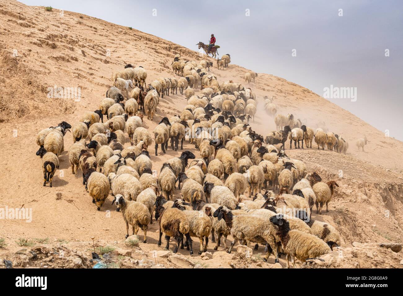 Shepherd with his sheep -Fotos und -Bildmaterial in hoher Auflösung ...