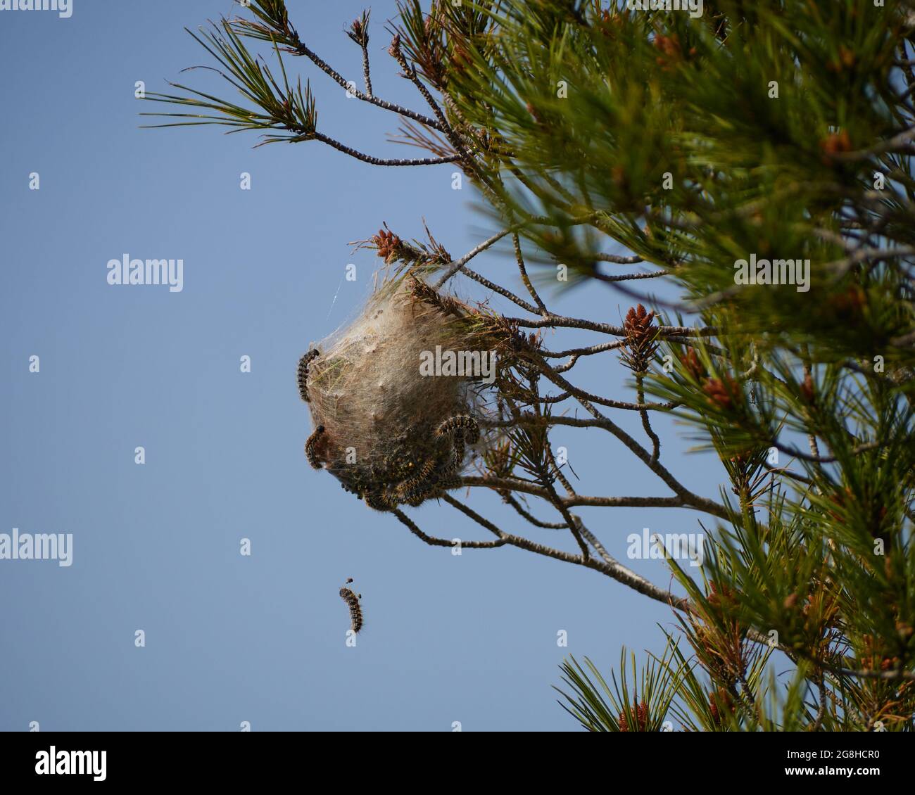 Gonimbrasia belina -Fotos und -Bildmaterial in hoher Auflösung – Alamy