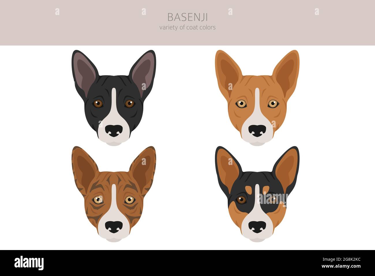 Basenji alle Farben Clipart. Verschiedene Fellfarben und Posen ...