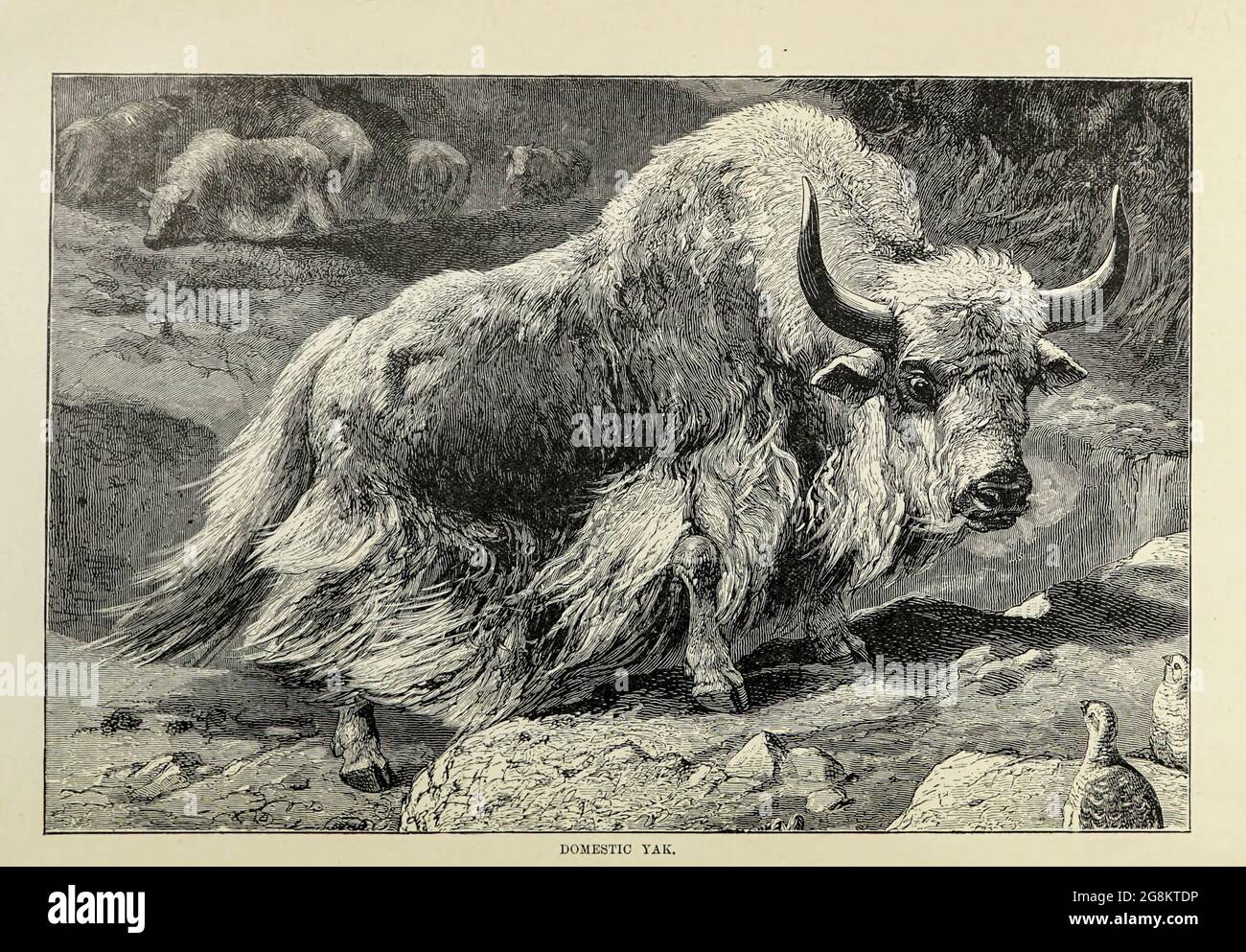 Wilde tiere stammten von domestizierten tieren ab -Fotos und ...