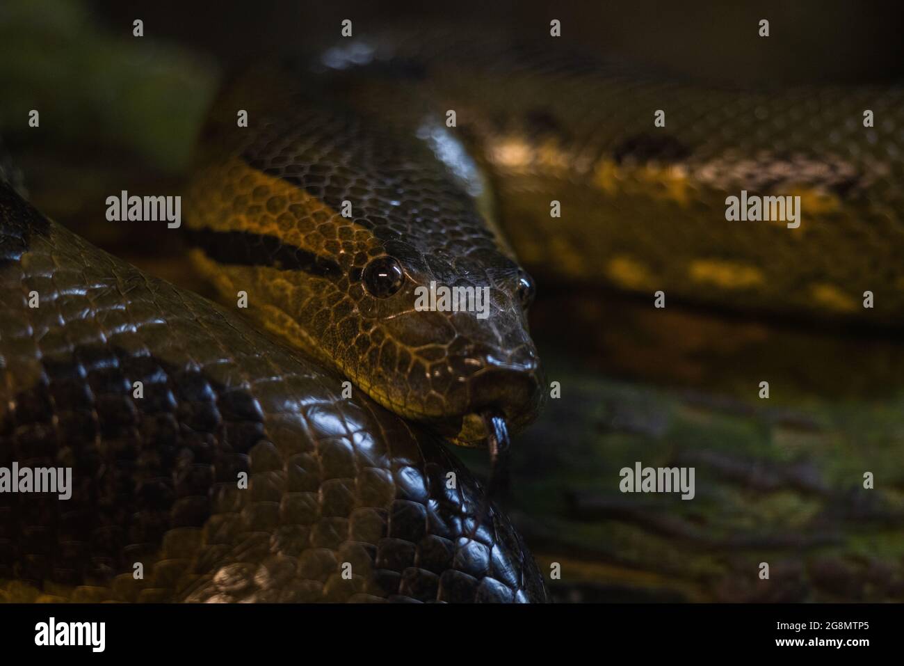 Nahaufnahme einer anakonda Stockfotos und -bilder Kaufen - Alamy