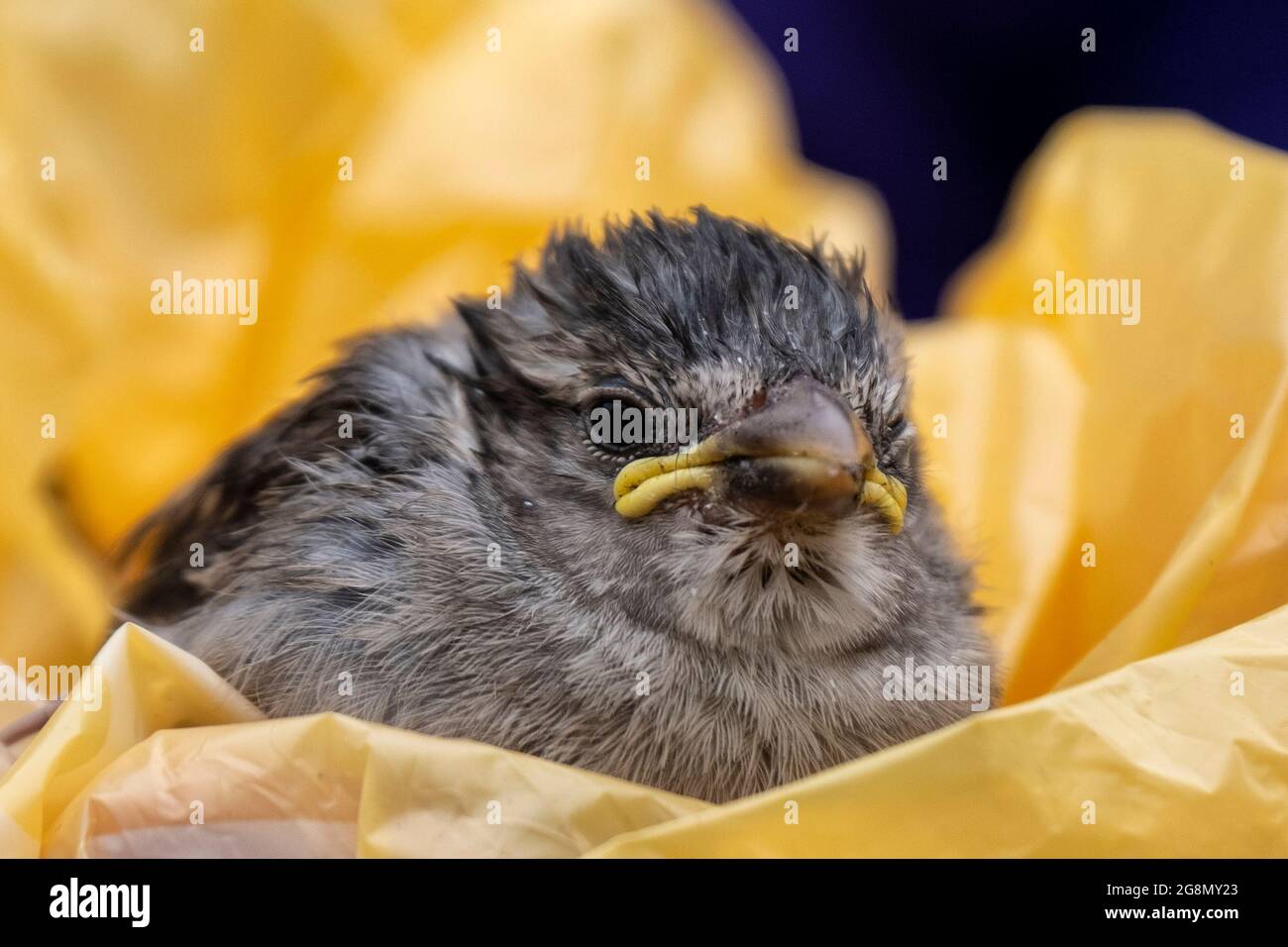 Baby spatz -Fotos und -Bildmaterial in hoher Auflösung – Alamy
