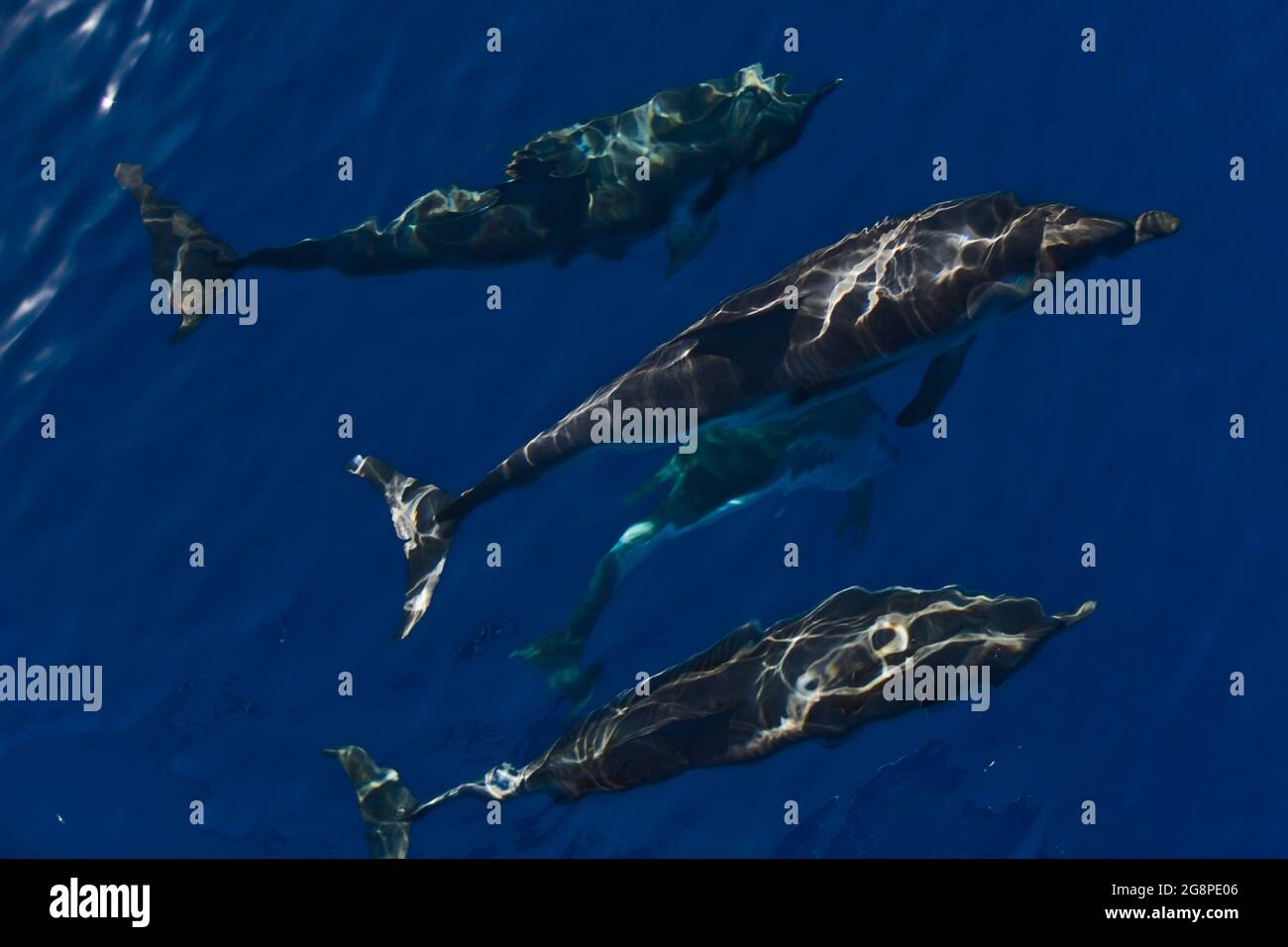 Insel Capraia, Delfine, Tyrrhenisches Meer, Toskana, Italien, Europa ...