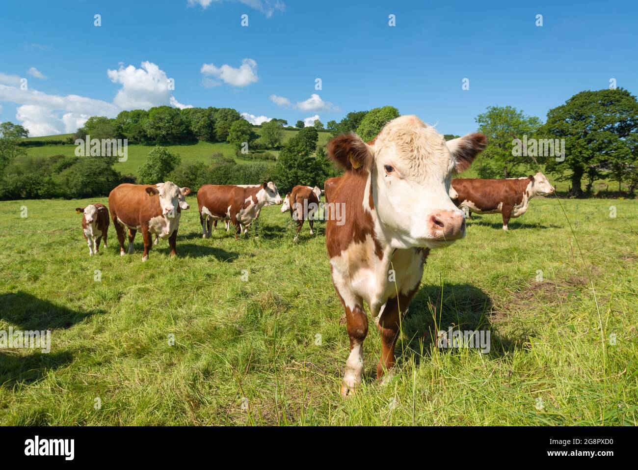 Hereford rind -Fotos und -Bildmaterial in hoher Auflösung – Alamy