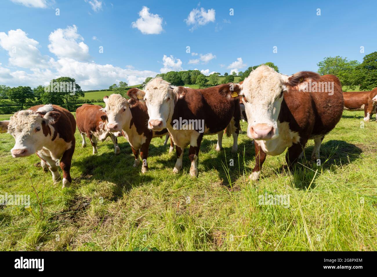 Hereford rind -Fotos und -Bildmaterial in hoher Auflösung – Alamy