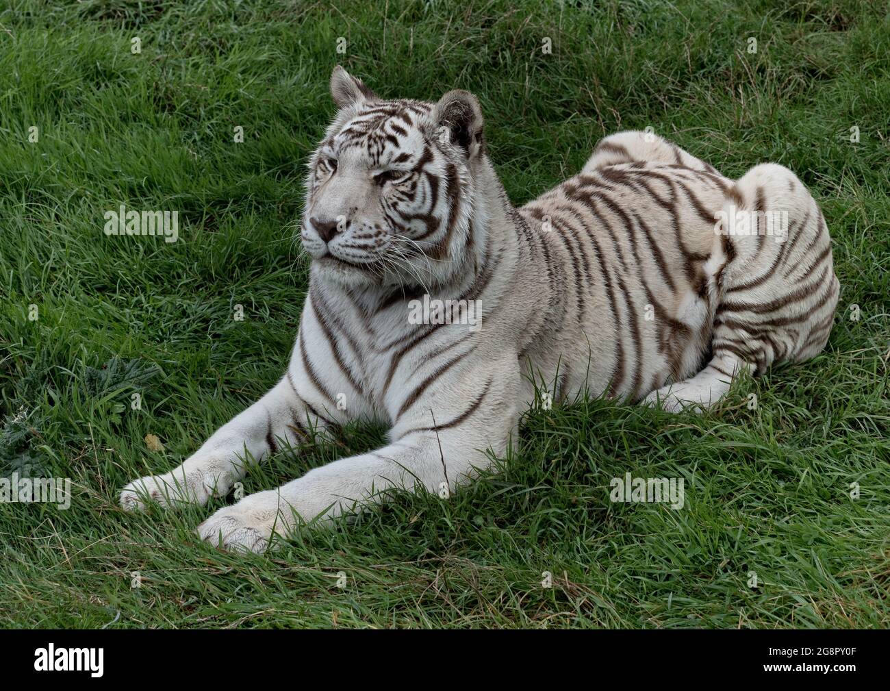 Tiger claws -Fotos und -Bildmaterial in hoher Auflösung – Alamy
