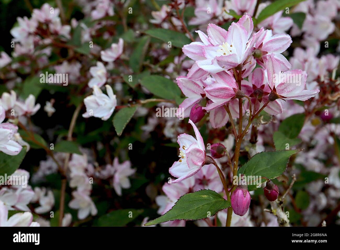 Deutzia X Rosea Stockfotos und -bilder Kaufen - Alamy