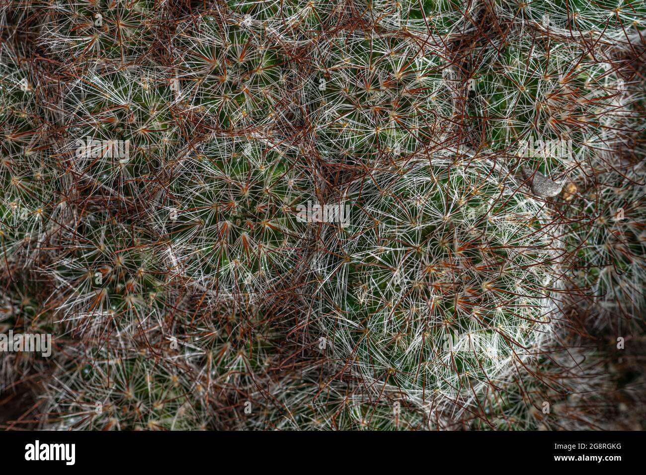 Multiceps multiceps -Fotos und -Bildmaterial in hoher Auflösung – Alamy